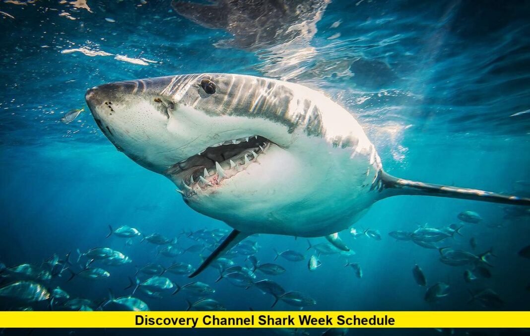 Discovery Channel Shark Week Schedule: 2025’s Complete Guide