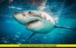 Discovery Channel Shark Week Schedule: 2025’s Complete Guide