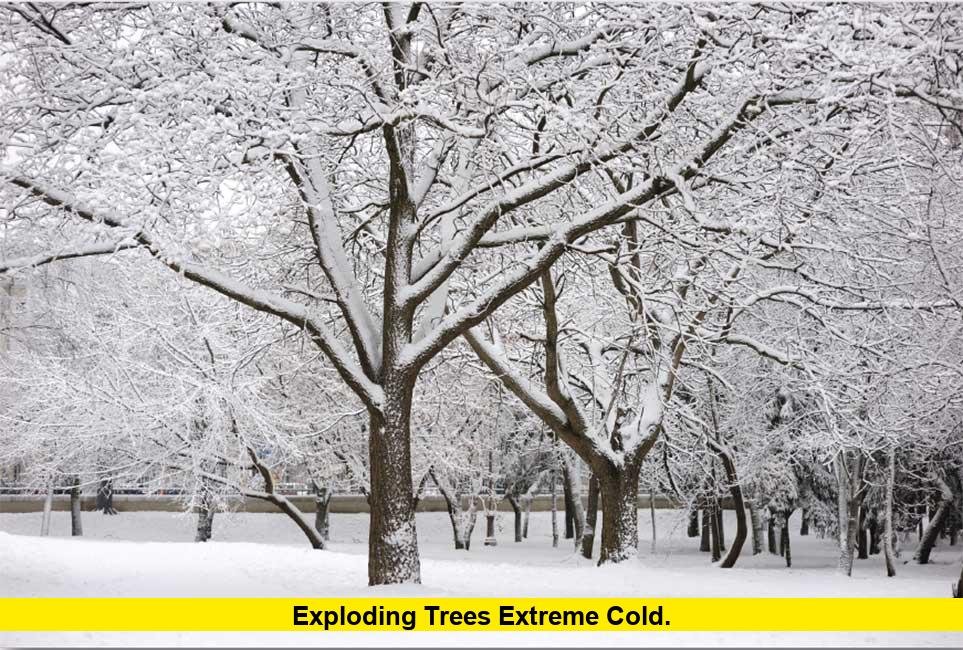 Exploding Trees Extreme Cold: Rare Phenomenon Draws Nationwide ...