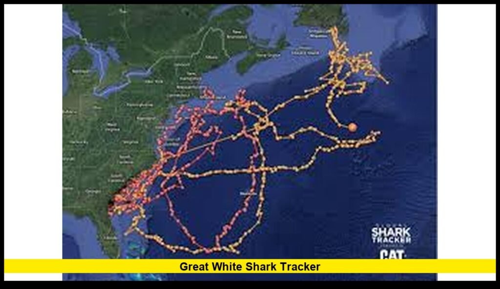 Great White Shark Tracker: Real-Time Monitoring, Migration Routes, and ...